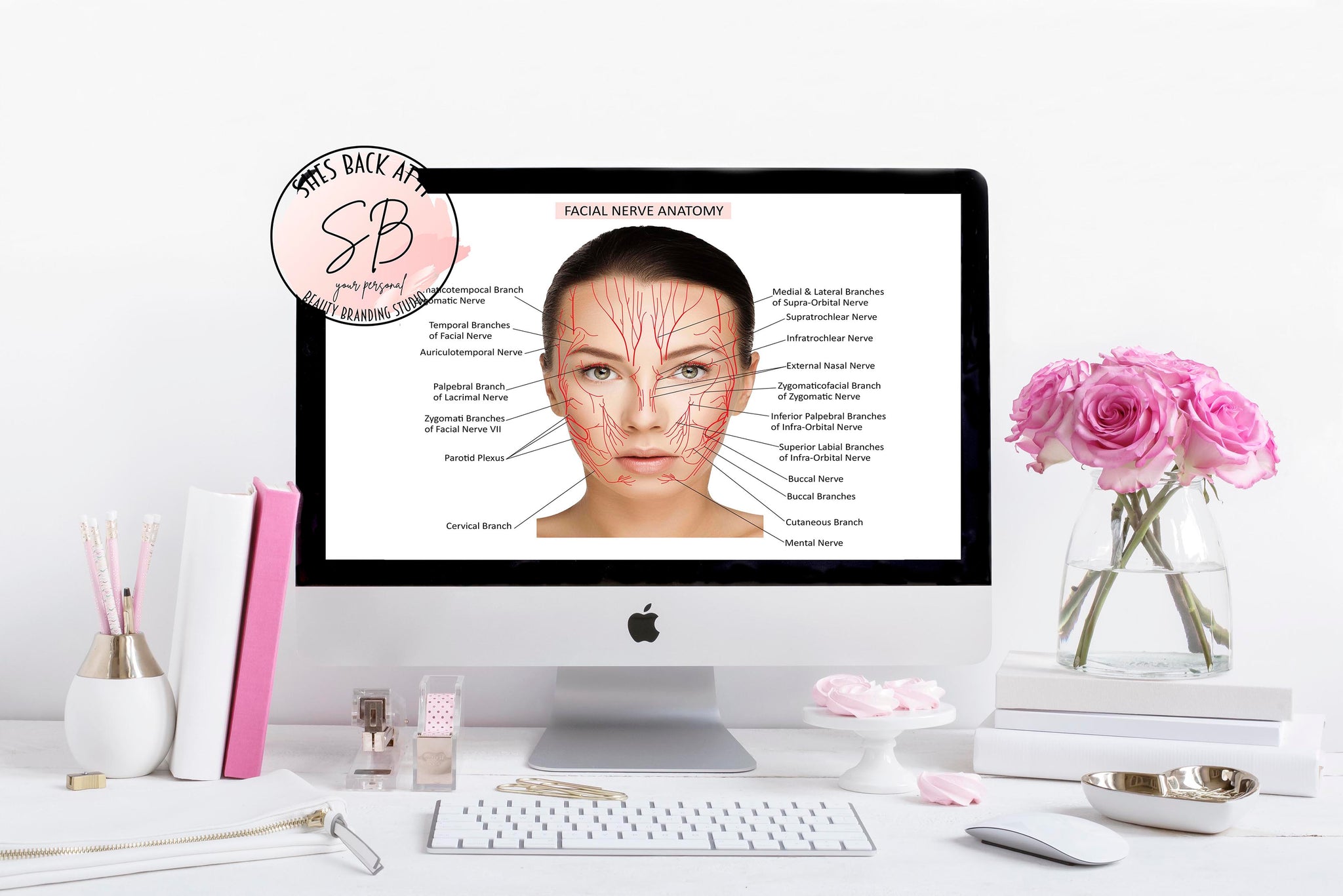 Facial Nerves Anatomy Printable Poster | ShesBackAtIt | Printable Spa ...