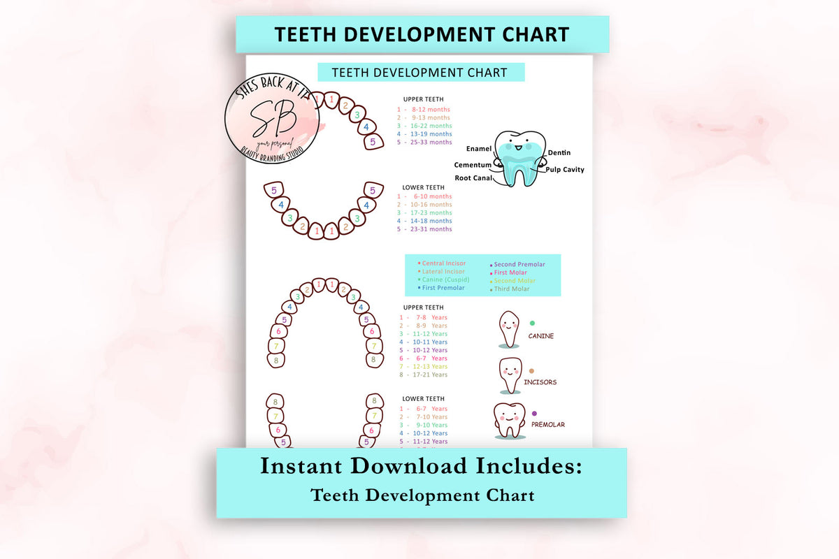 Dental Tooth Chart